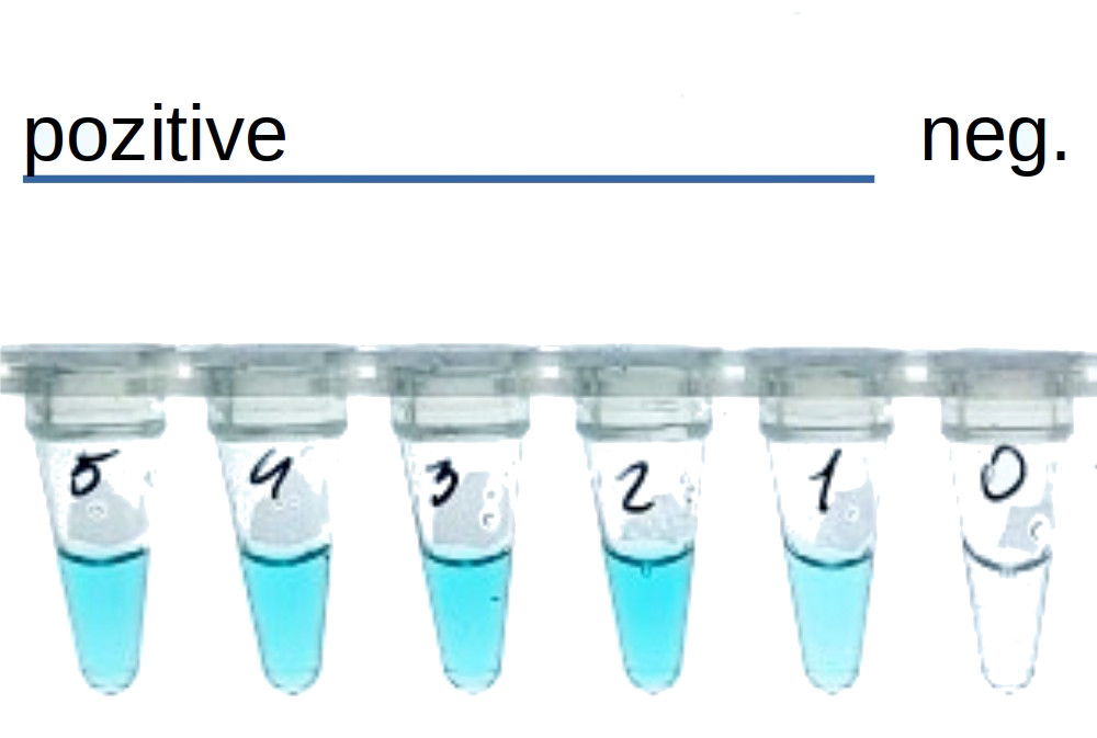 Colorimetric Recognition RT-LAMP Assay Kit