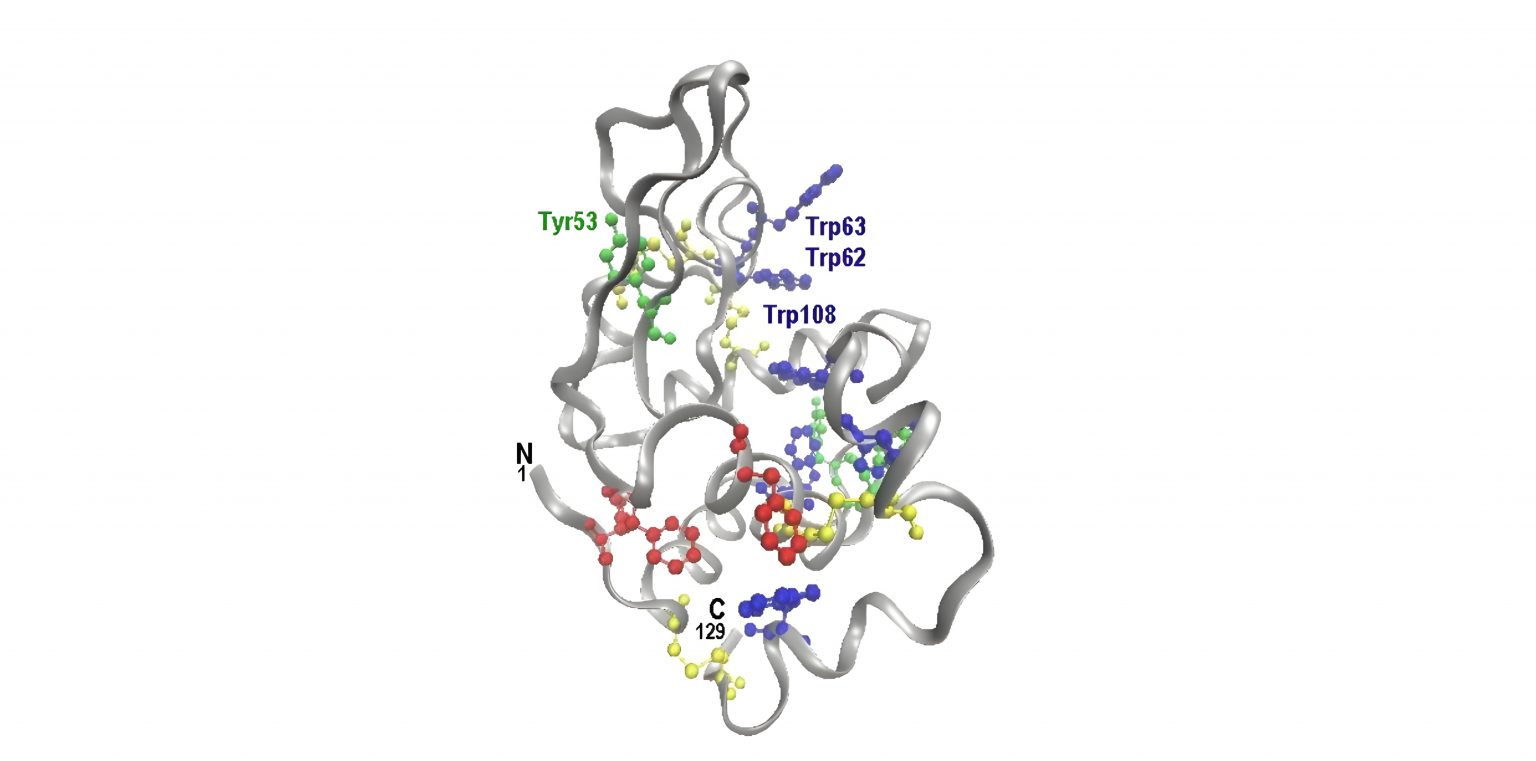 Lysozyme HCl from Chicken Egg