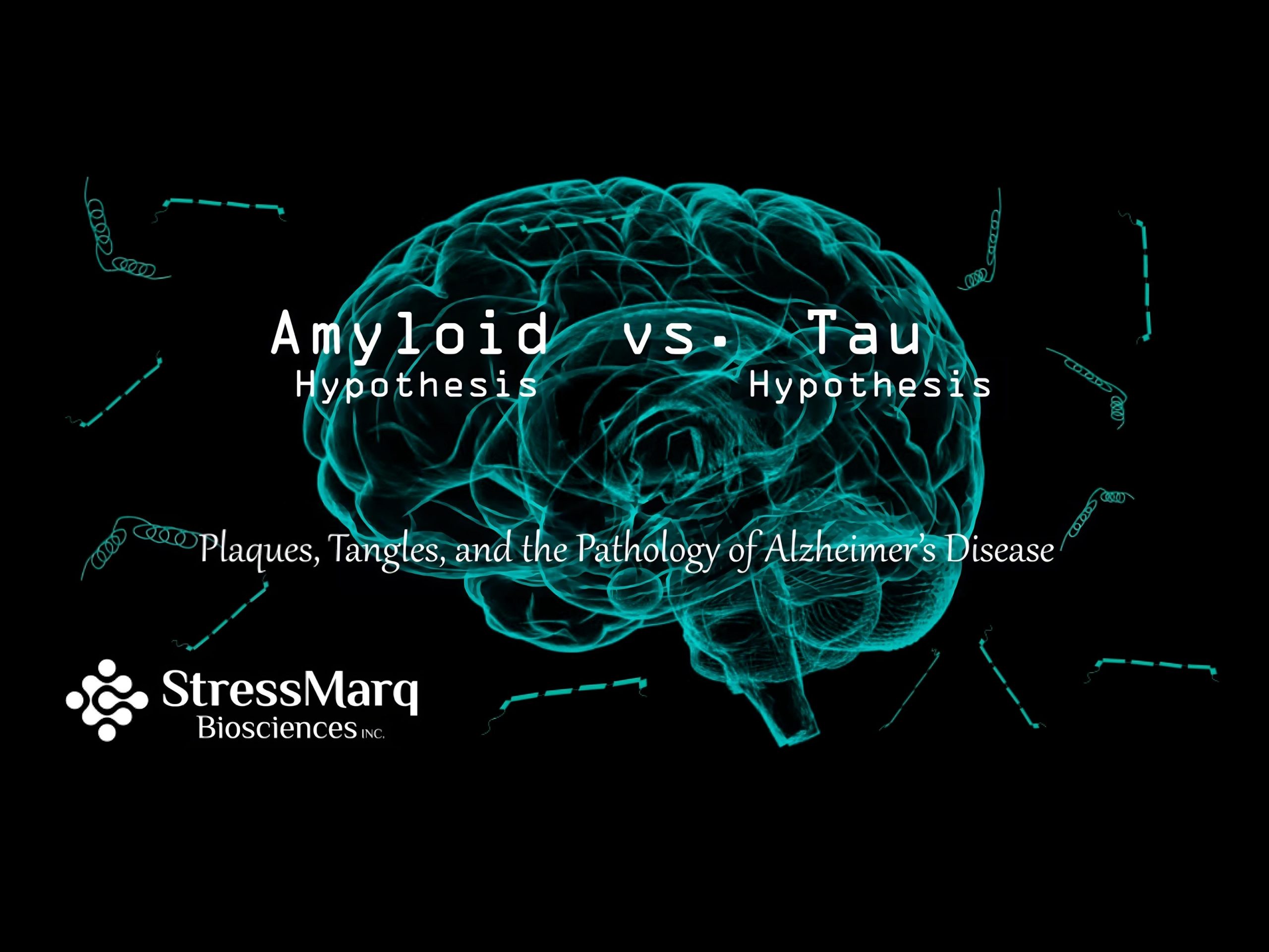 Amyloid Hypothesis vs Tau Hypothesis in Alzheimer's Disease