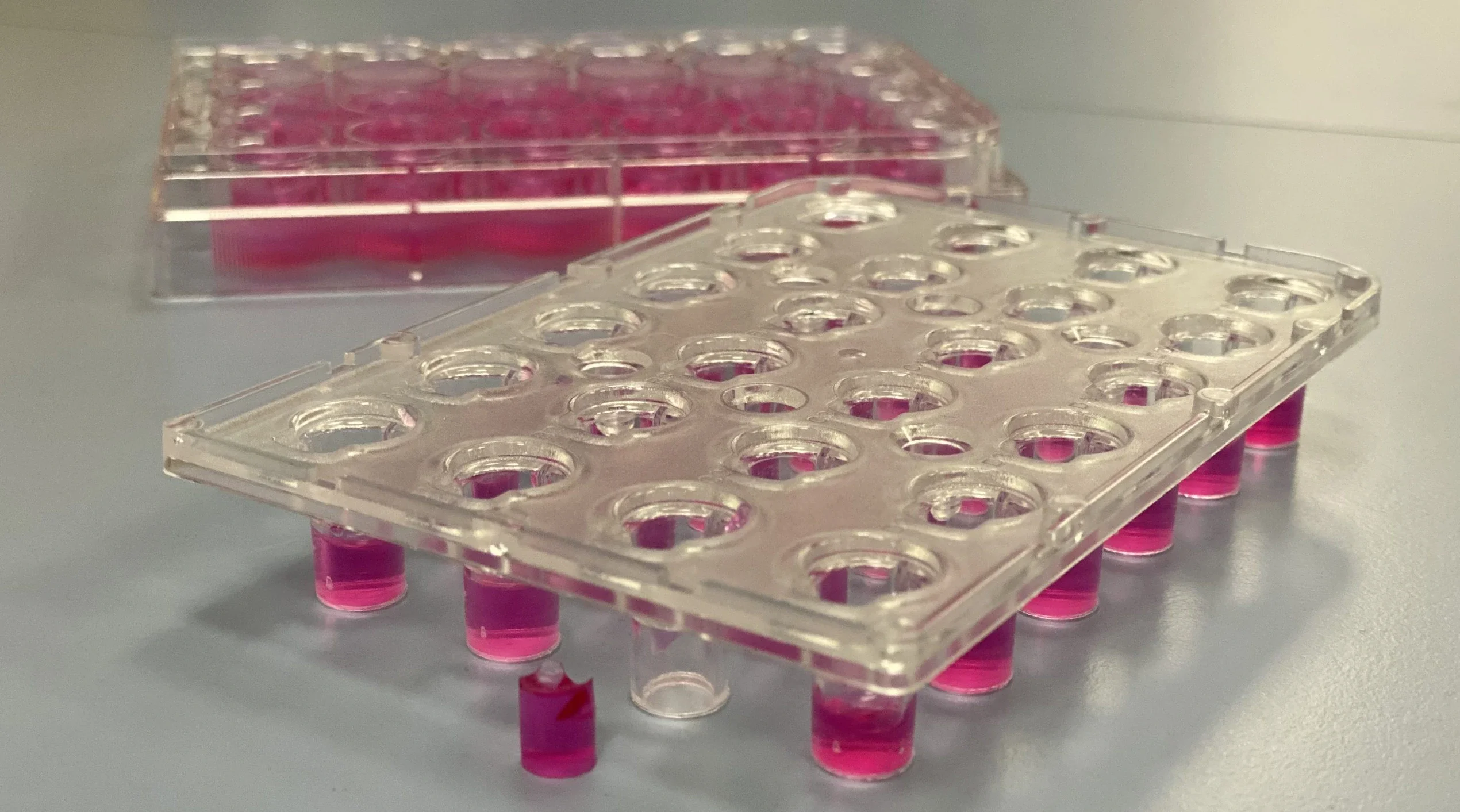 Caco-2 and HT-29 Co-culture Intestinal Absorption Cell-based Plates