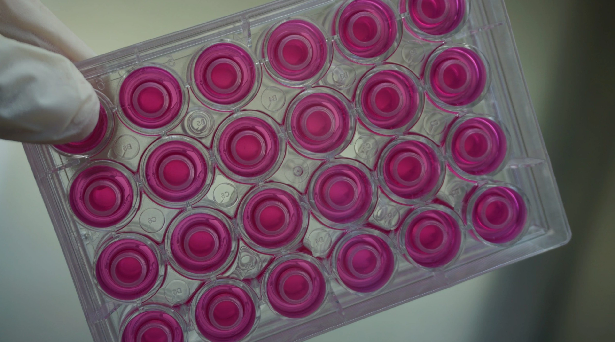 MDCKII Cell-based Plates for In Vitro Drug-transporter Studies