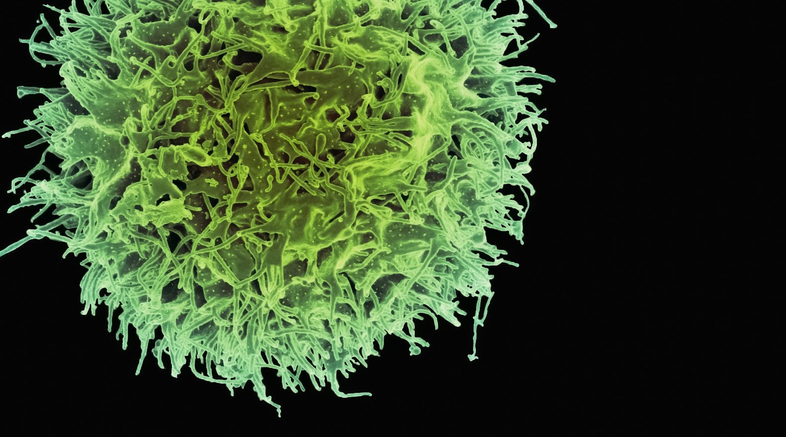 imusyn Launches Revolutionary Ready-to-Use T Cell Staining Reagents