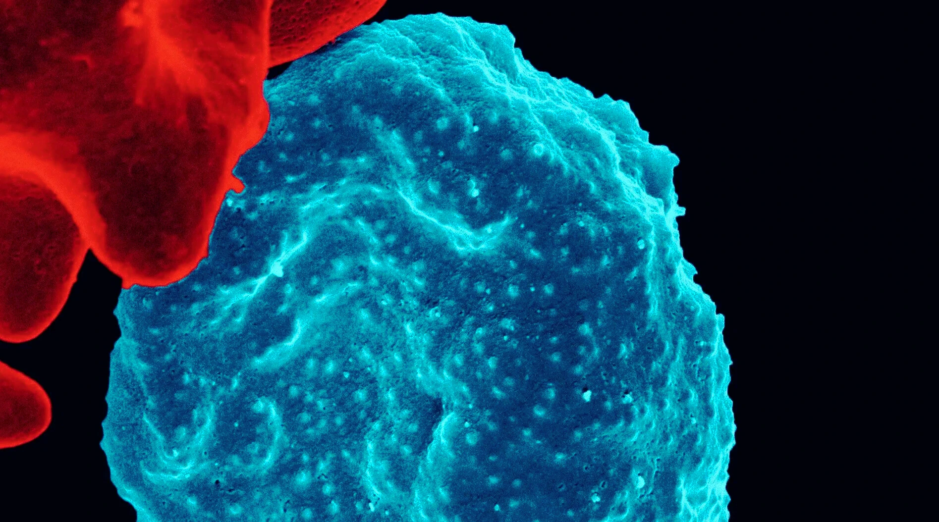 Novartis Gains First-ever Approval for Infant Malaria Medicine